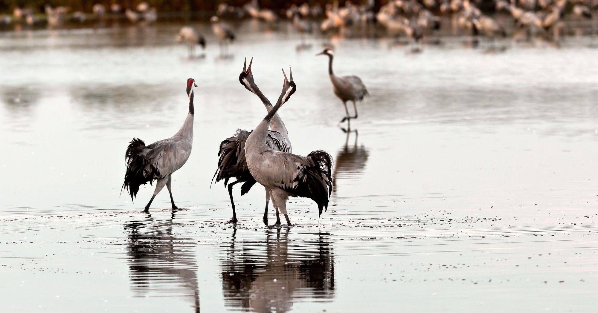Der Kranich - Vogel des Glücks live beobachten