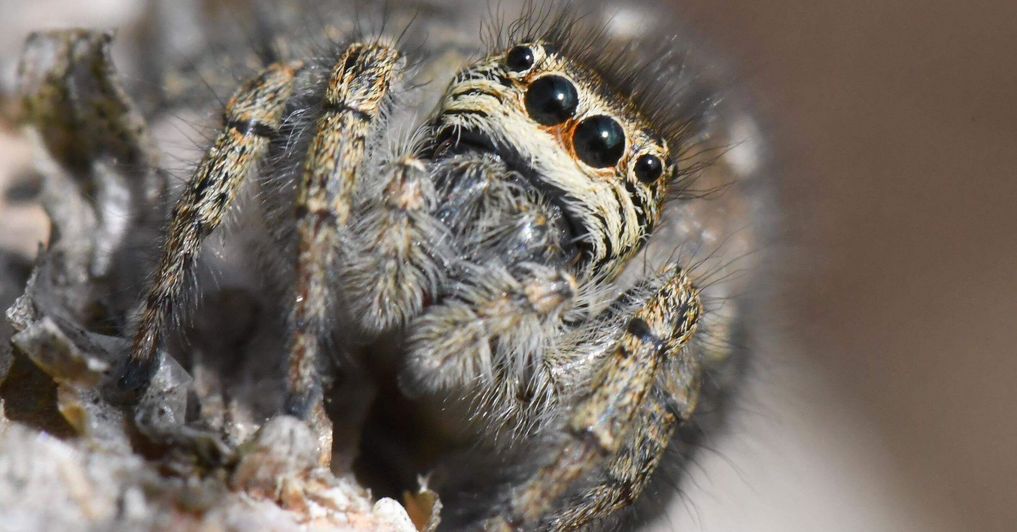 Einheimische Spinnen - Überraschend bunt und vielfältig