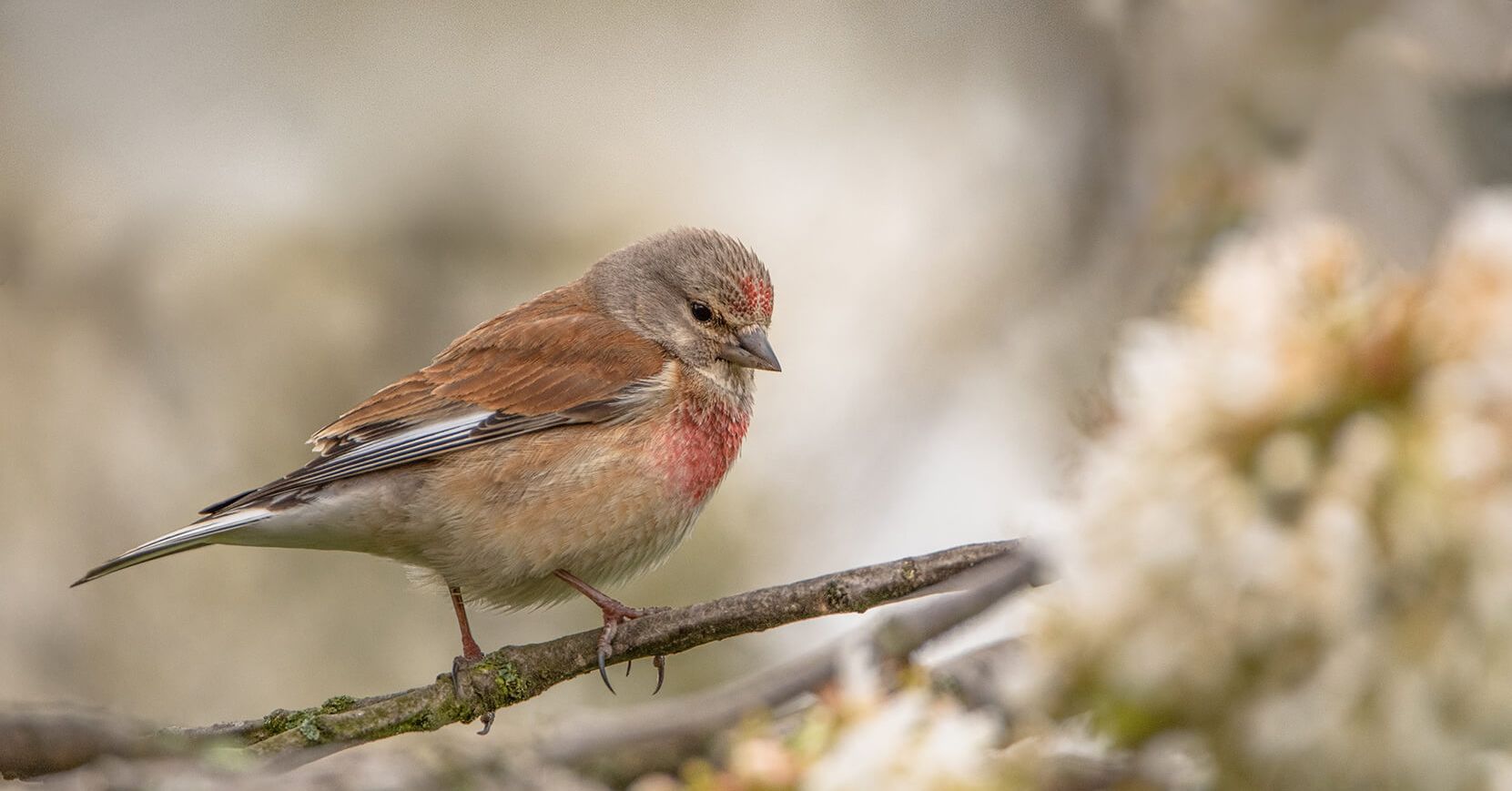 Einheimische Singvögel in Stadt, Garten und Naturlandschaft