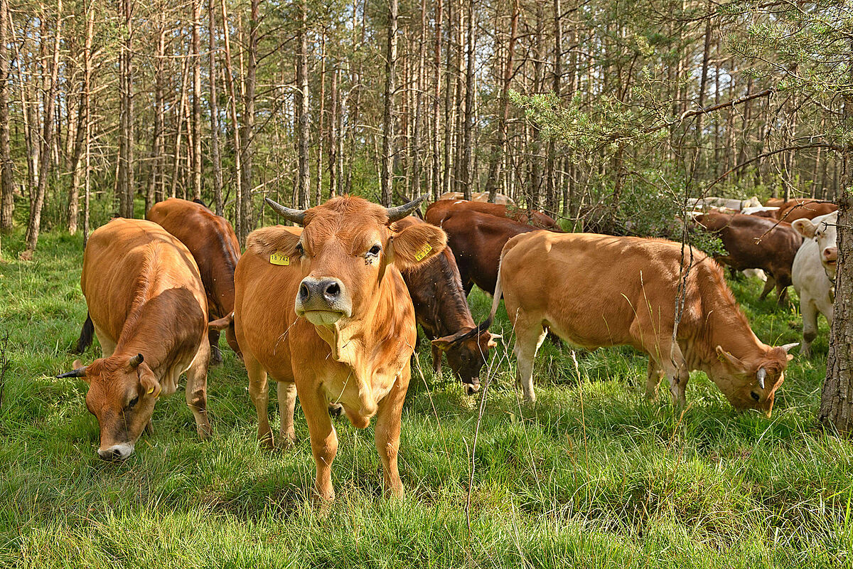 Leitlinien für Weidehaltung auf Naturschutzflächen veröffentlicht